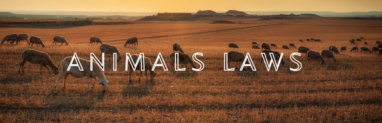 What are the Rights of Animals? - TheLawmatics